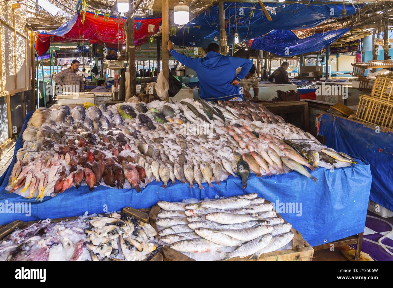 Display of different fishes fishing in the Red Sea on the walk of the ...