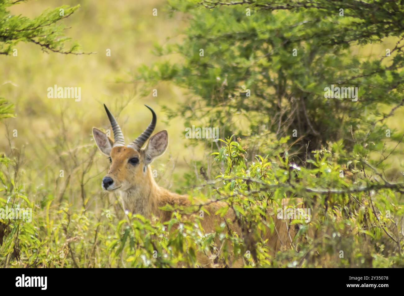 Impala in the savannah scrub of Nairobi Park in Kenya Stock Photo - Alamy