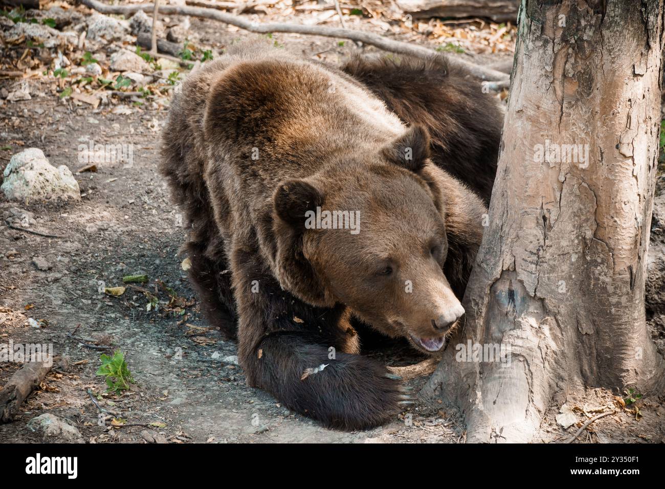 Majestic Brown Bear Resting Peacefully in the Forest Wilderness Stock ...