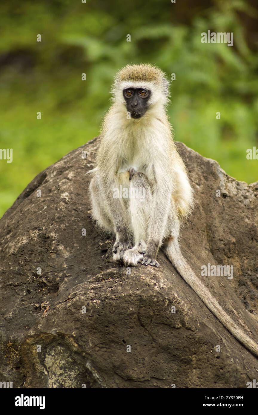 Vervet monkey sitting on a rock in the savannah of Amboseli Park in ...