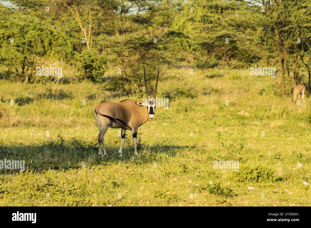 Antelope seen in profile in the savannah of Samburu Park in central ...