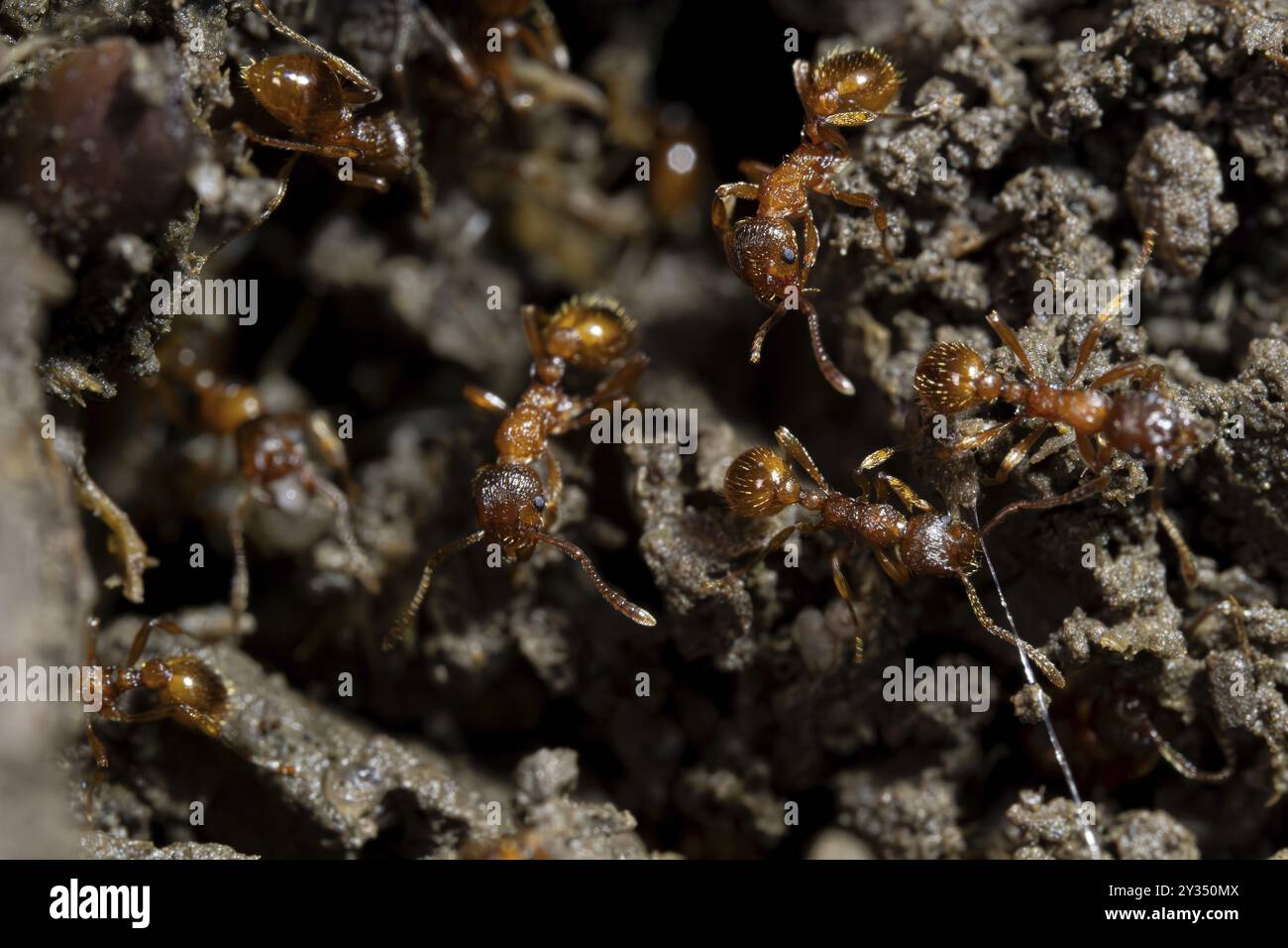 European fire ant (Myrmica rubra), several animals Red-yellow nodule ...
