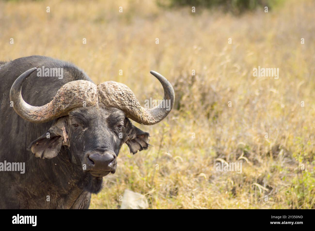 Isolated buffalo in the savannah countryside of Nairobi Park in Kenya ...