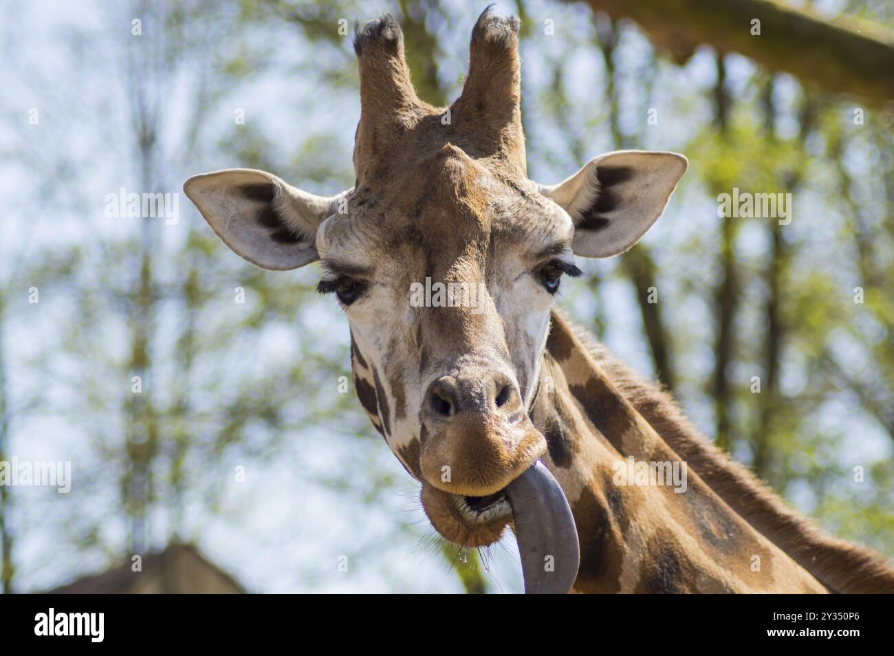 Head of a giraffe with blue tongue out in an animal park in north west ...