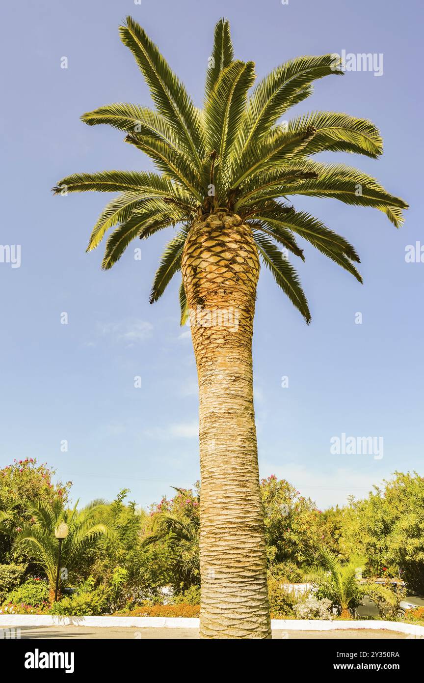 Single palm tree facing a beautiful blue sky on the island of Crete ...