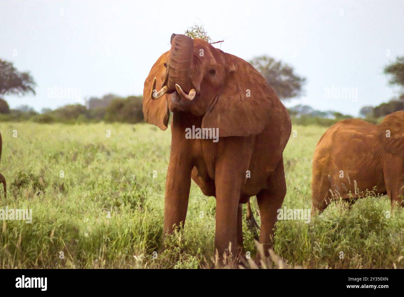Red elephants in the savannah of Tsavo East Park during sunset Stock ...
