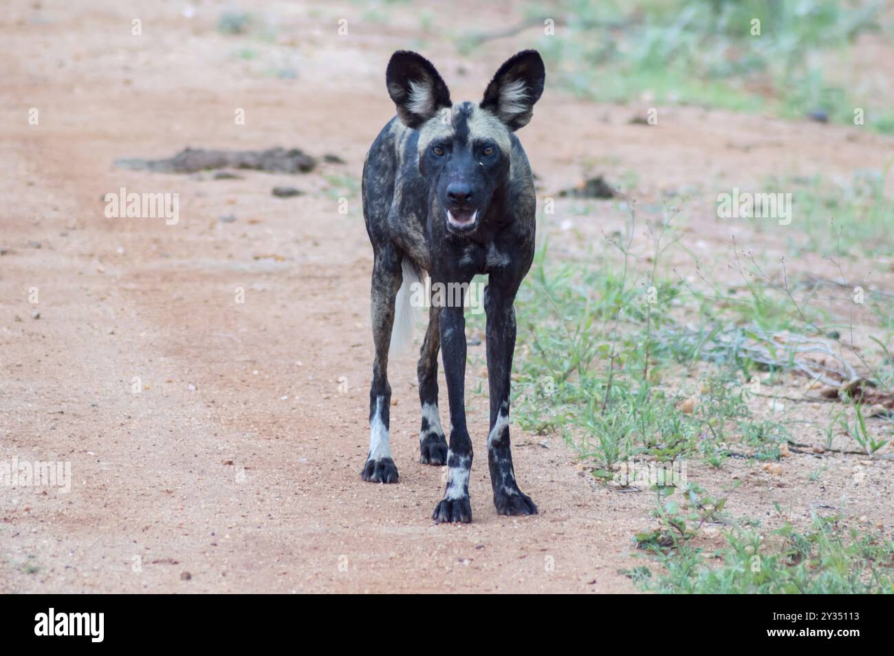 African wild dog (Lycaon pictus), also called painted dog, or Cape ...