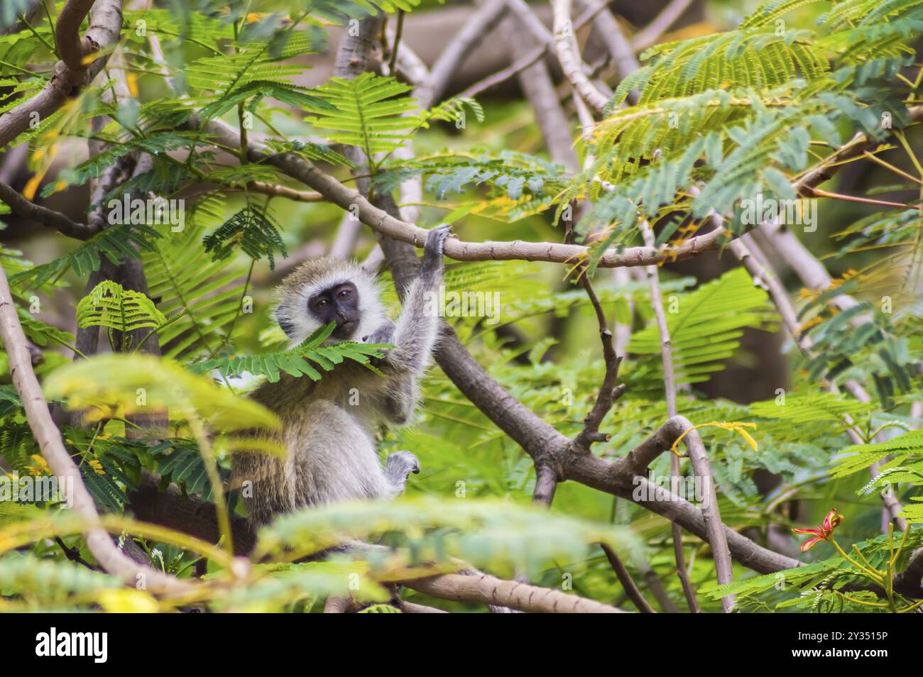 Vervet monkey sitting on a wall in the savannah of Amboseli Park in ...