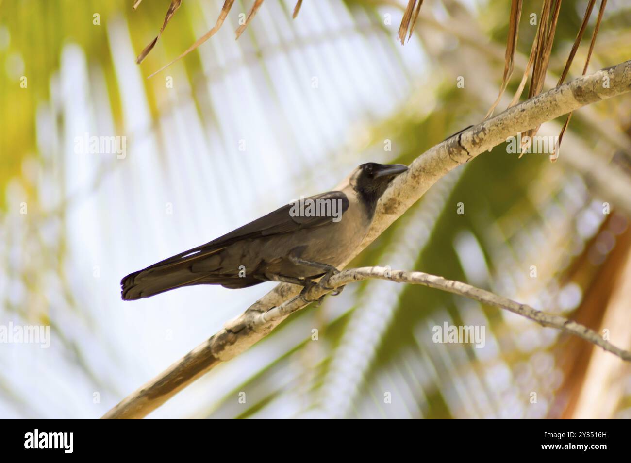 Black crow standing on a tree branch with a bottom palm at the bottom ...