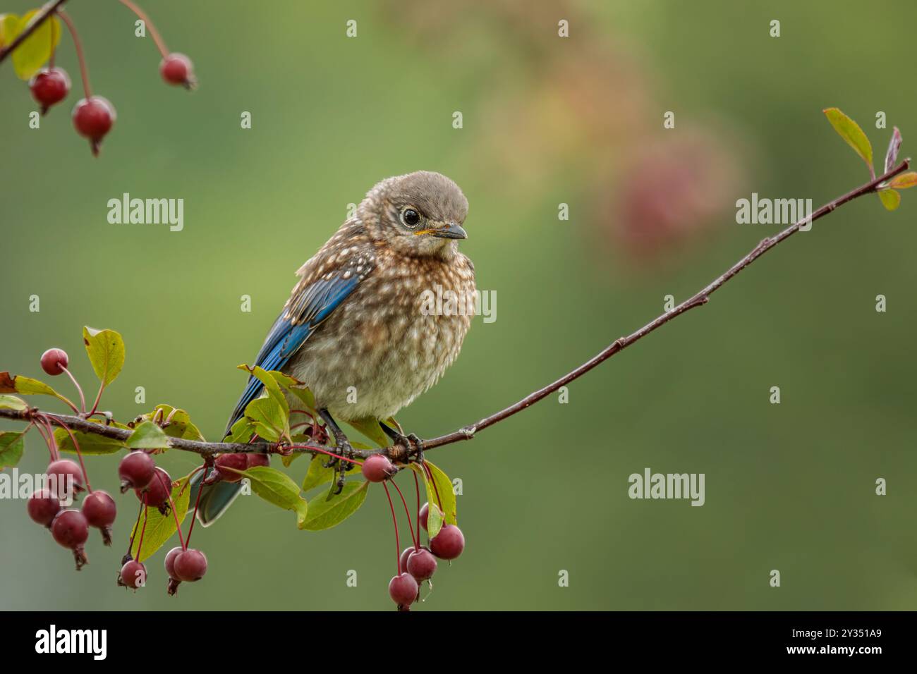 A young Eastern Bluebird perches in the crabapple tree on a late summer ...