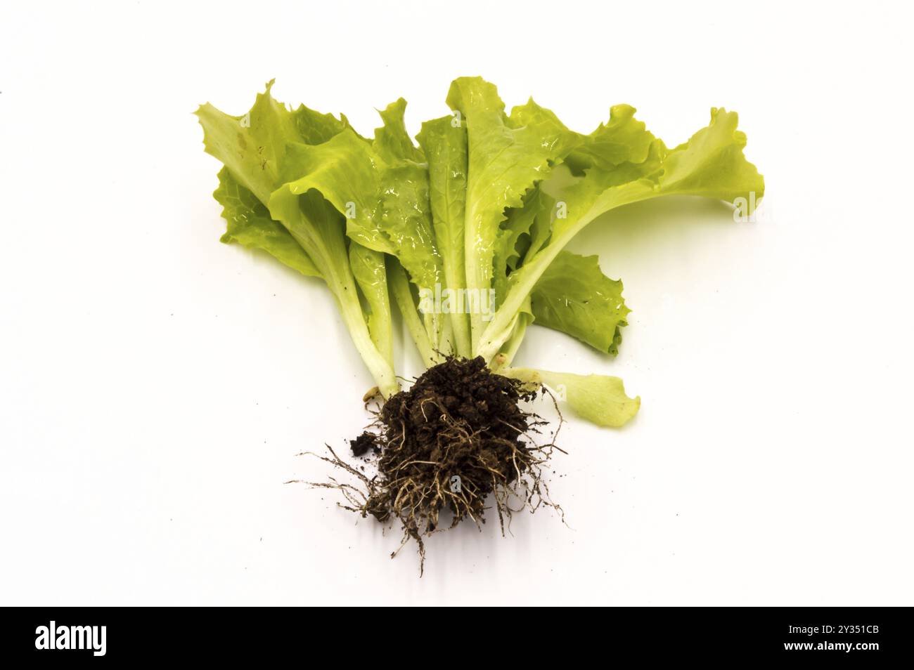 Cabbage with roots Cut Out Stock Images & Pictures - Alamy