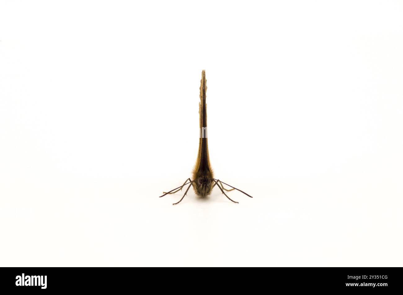 Butterfly from front hi-res stock photography and images - Alamy