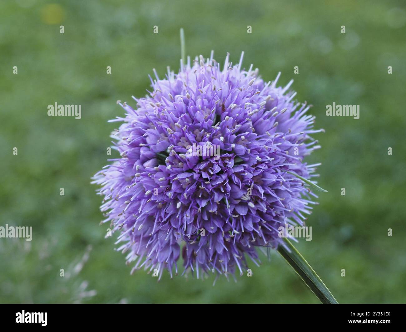 Giant leek (Allium giganteum), blurred background, North Rhine ...