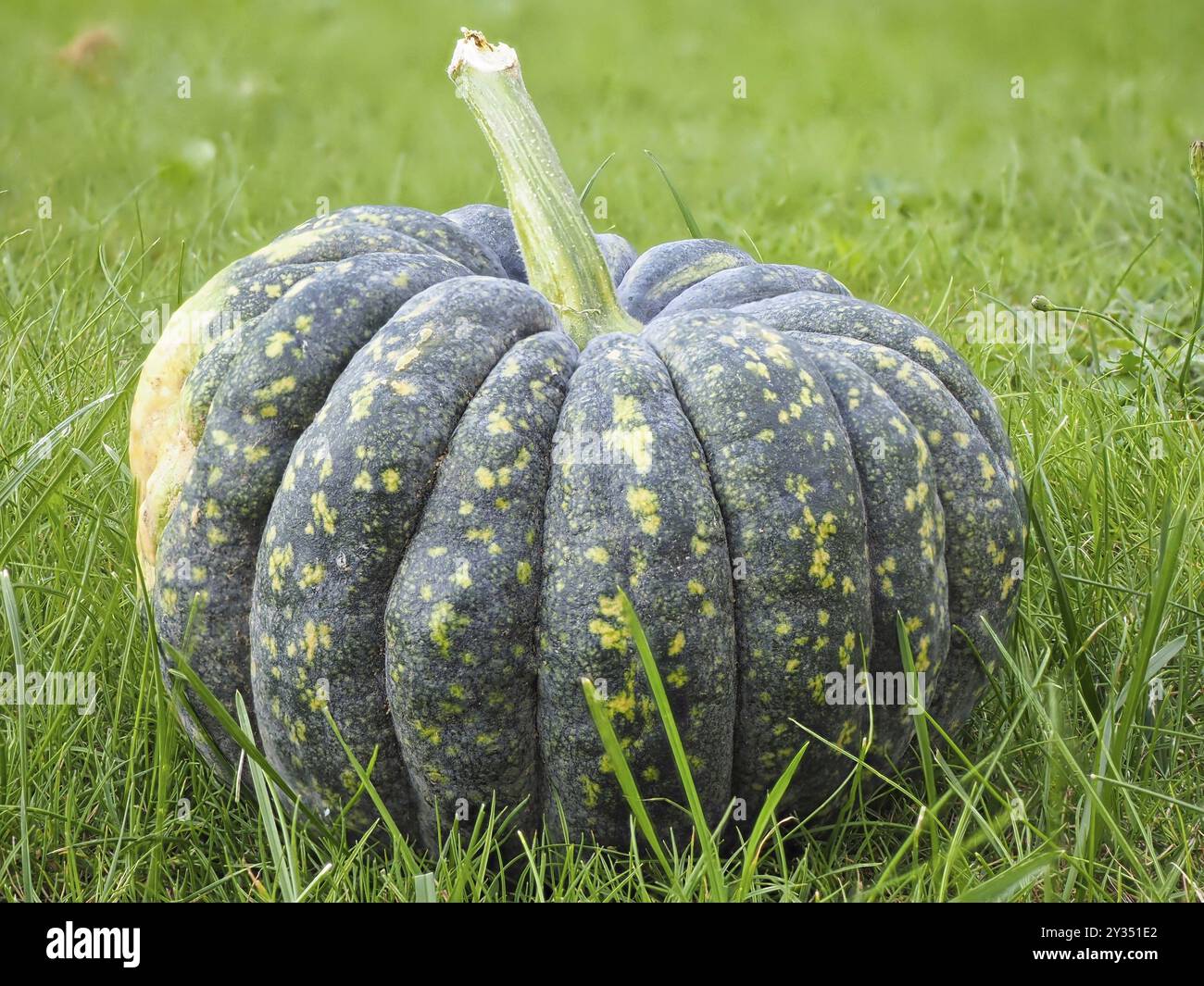 Pumpkin family (Cucurbitaceae), ornamental pumpkin, blurred background ...