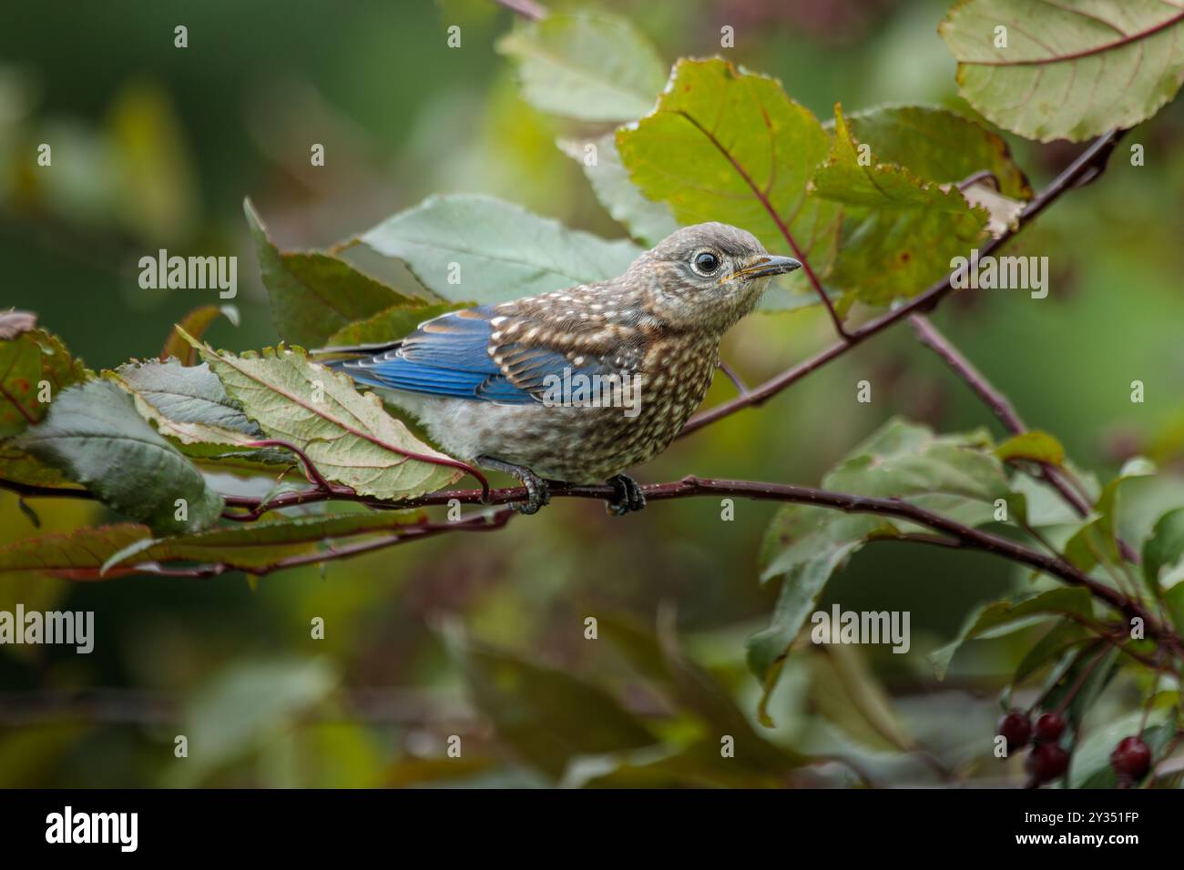A young Eastern Bluebird perches in the crabapple tree on a late summer ...