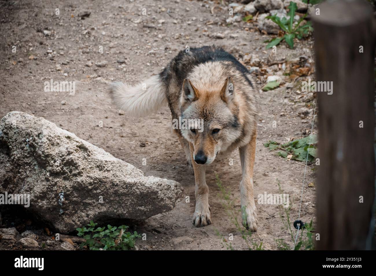 Majestic Lone Wolf in Natural Habitat Pathway Amidst Rocky Terrain and ...
