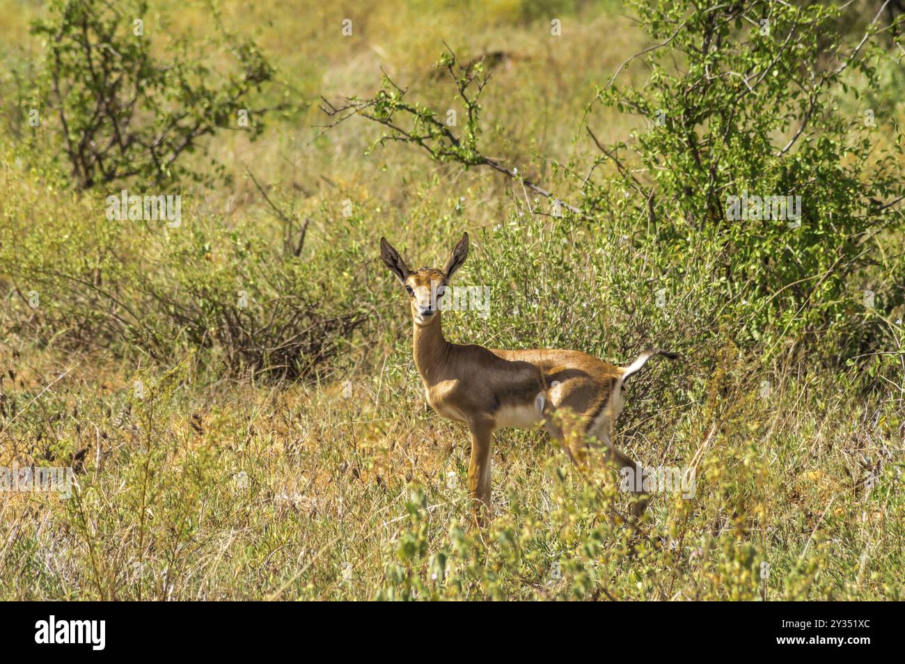 Female impala with young impalas, Samburu Game Reserve, Kenya, Africa ...