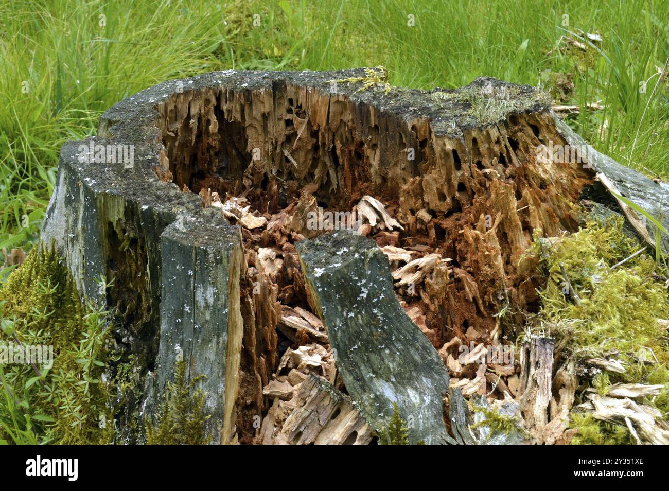 Origin of worm-eaten wood and to eat away by vers.dans at the campaign ...
