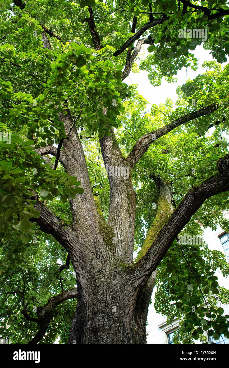 Giant trees looking up canopy hi-res stock photography and images - Alamy