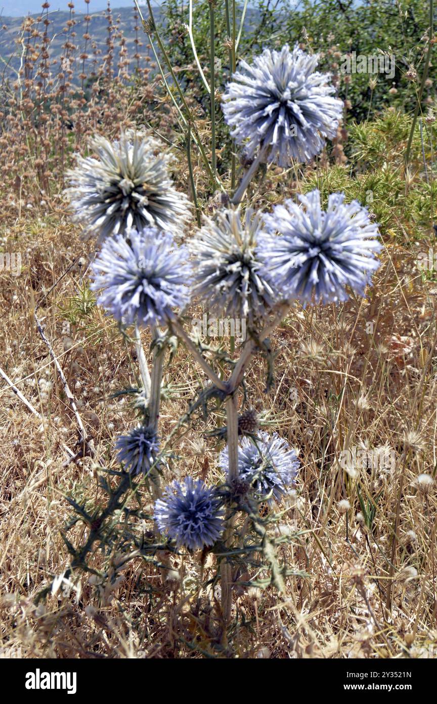 Beautiful garden flowers, summer flower background Stock Photo - Alamy