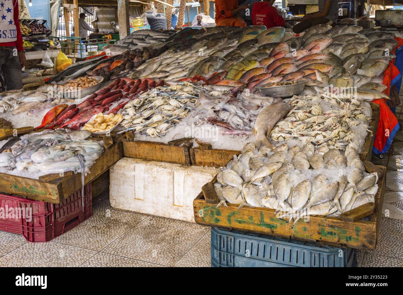 Display of different fishes fishing in the Red Sea on the walk of the ...