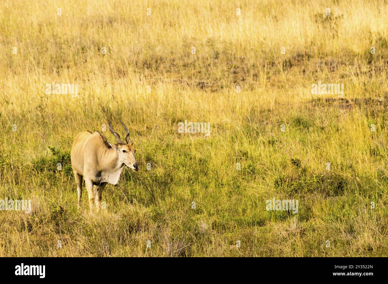 Kenya Eland isolated in the savannah countryside of Nairobi Park in ...
