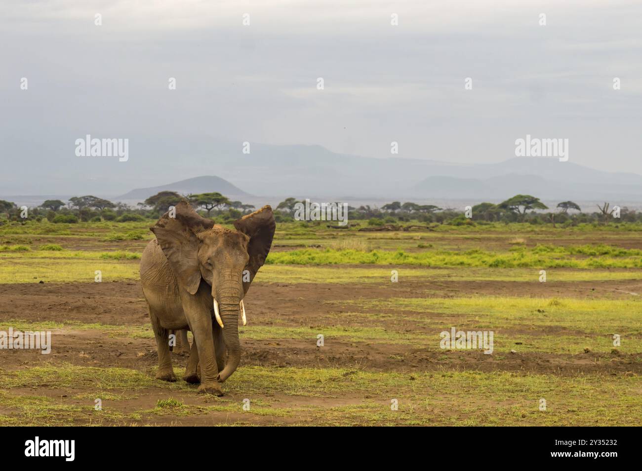 Elephant with ears forward in the savannah of Amboseli Park in Kenya ...