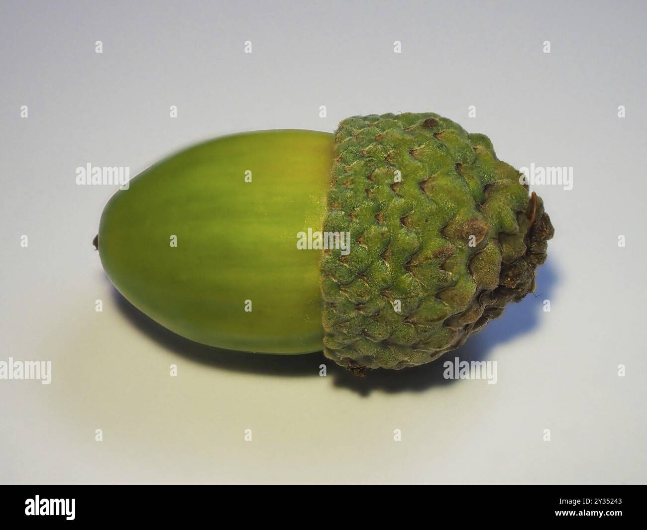 Acorn nut fruit of oaks (Quercus), white background, North Rhine ...