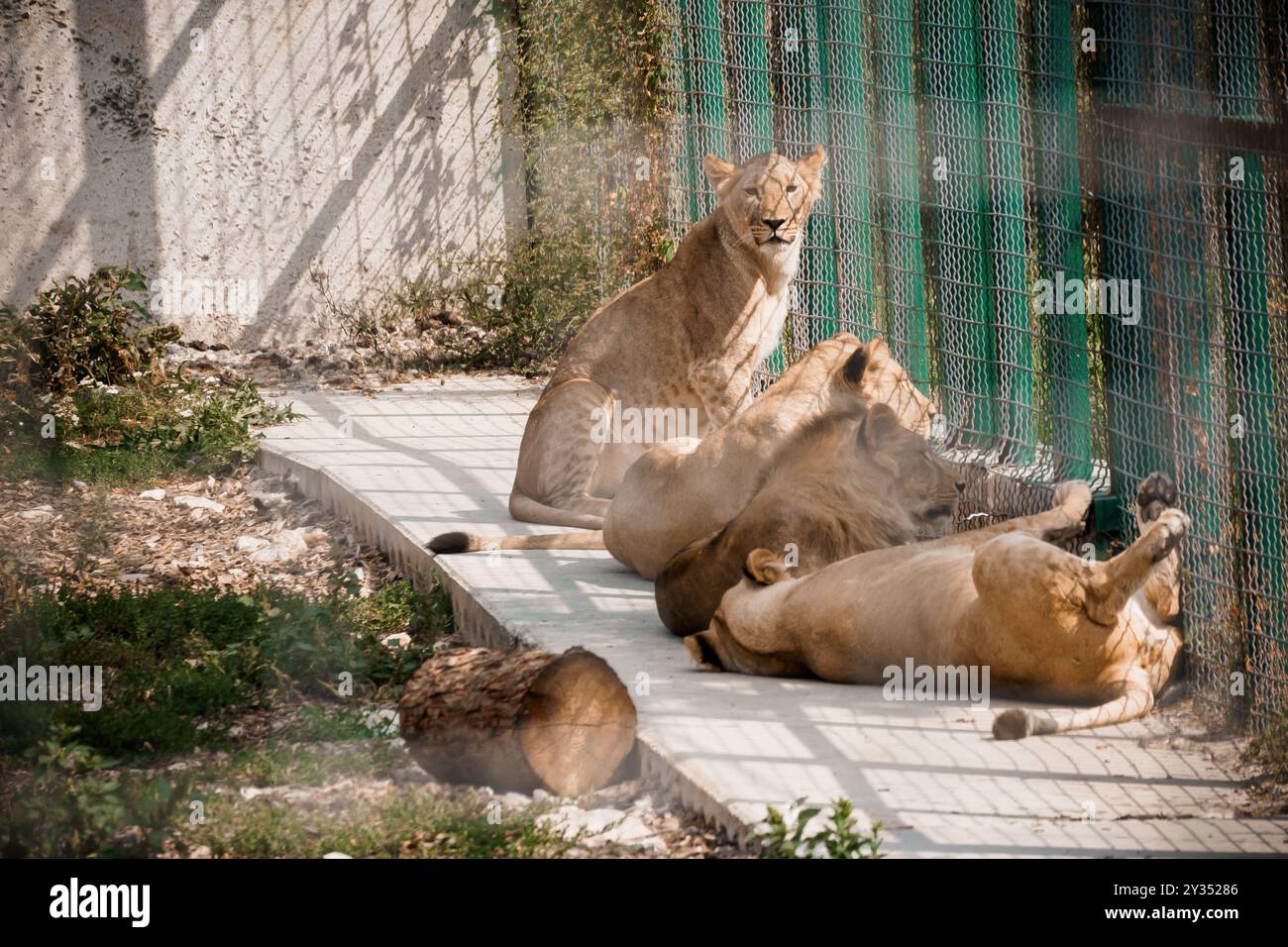 Zoo enclosure shade hi-res stock photography and images - Alamy