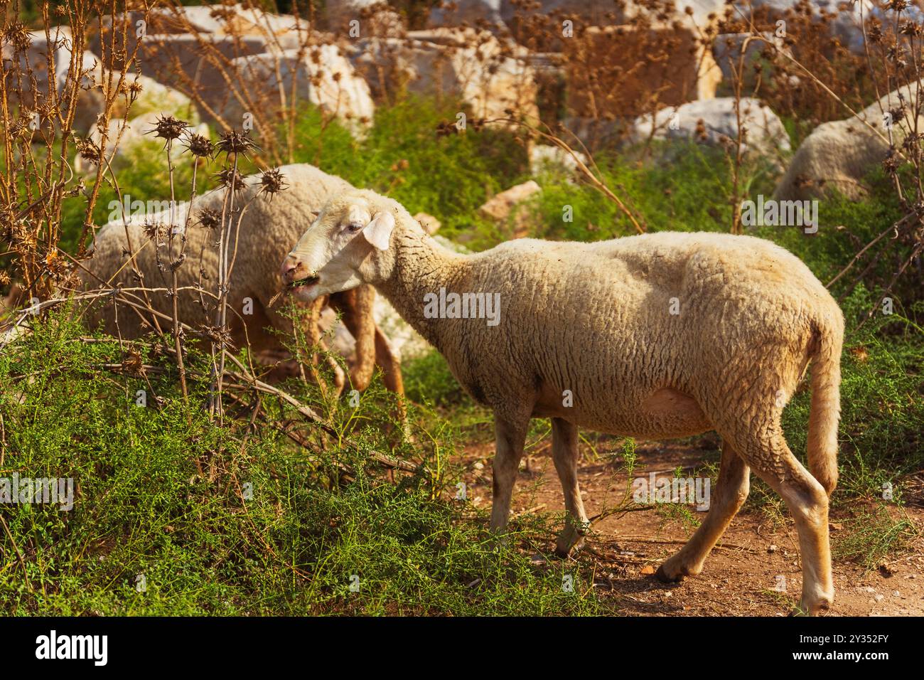 A beautiful pastoral scene depicts sheep peacefully grazing in the lush ...