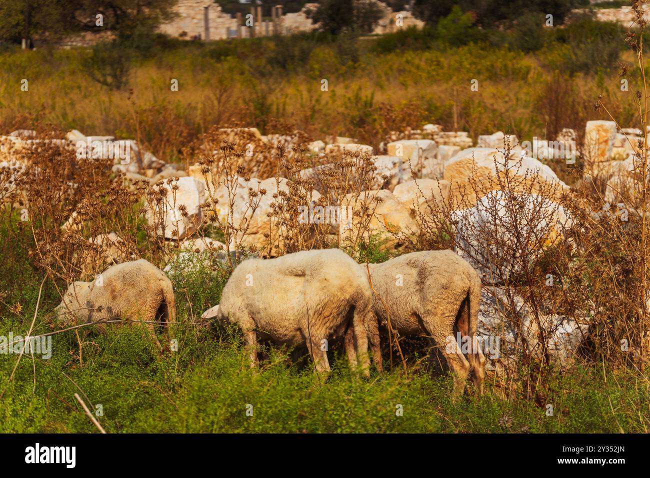 A beautiful pastoral scene depicts sheep peacefully grazing in the lush ...