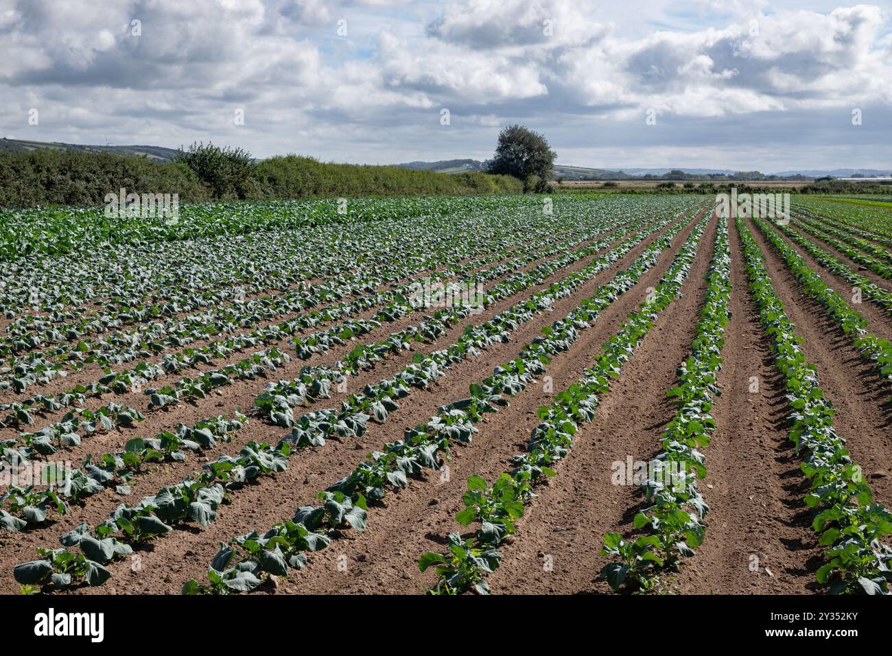 Young broccoli plants at different stages of growth in North Devon UK ...