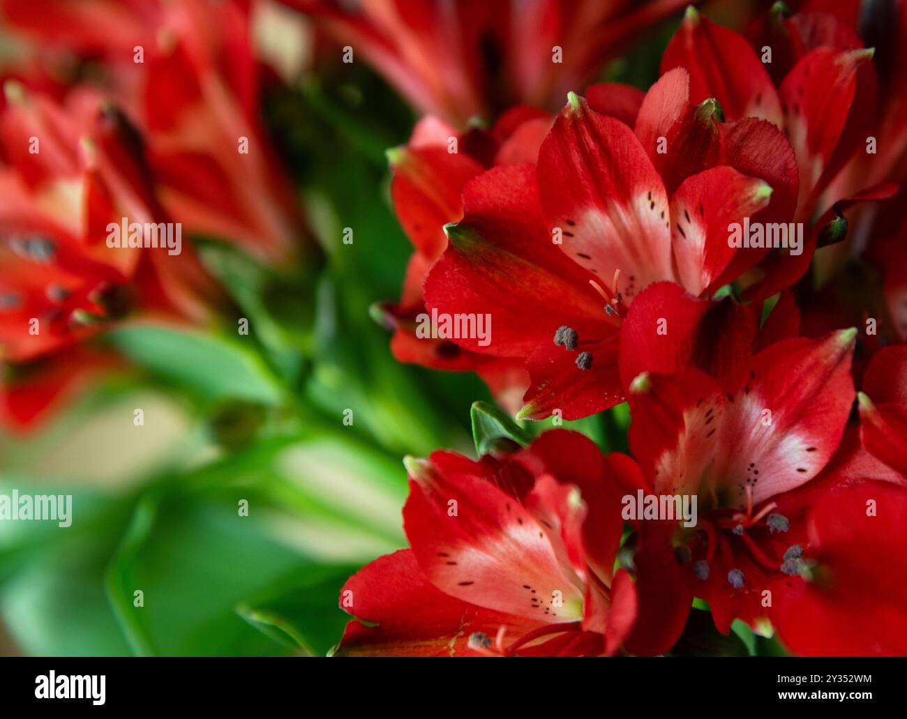 Red Alstroemeria flowers background. Alstroemeria or Lily of Incas is a ...