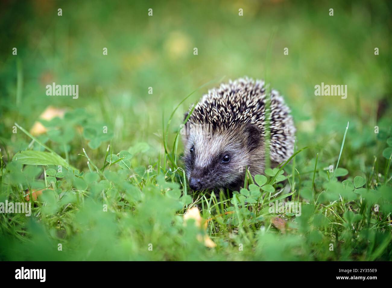 Cute hedgehog baby in the green grass, it has to grow a lot until ...