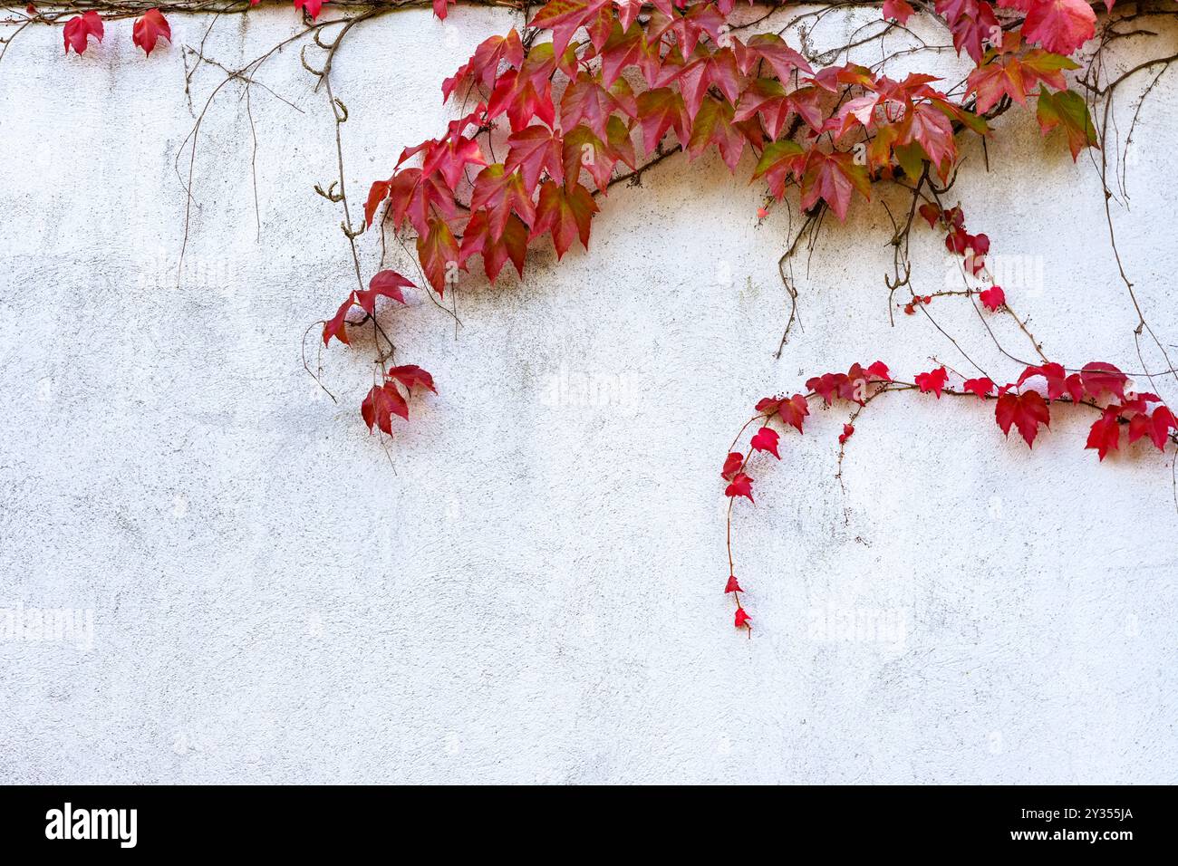 Boston ivy or Grape ivy (Parthenocissus tricuspidata) in red autumn ...