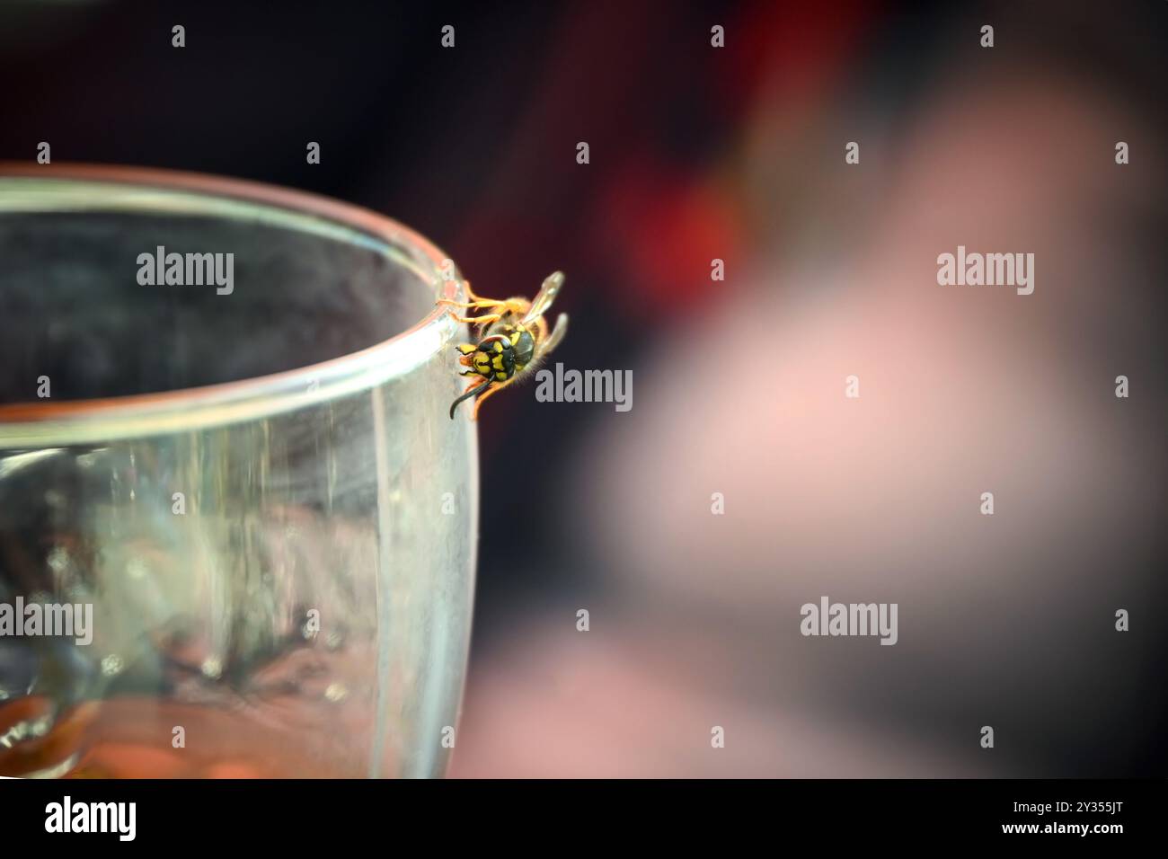Wasp (Vespula germanica) on a drinking glass on a party in late summer ...