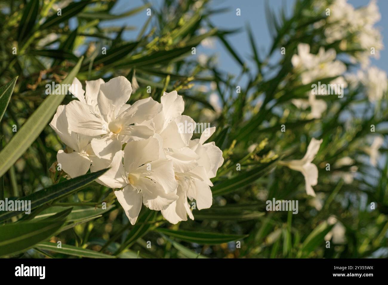 White Nerium oleander shrub with blue sky in background. Oleander is ...