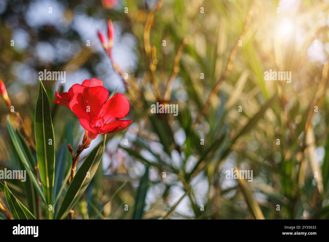 Red Nerium oleander shrub at sunset. Oleander is poisonous plant Stock ...