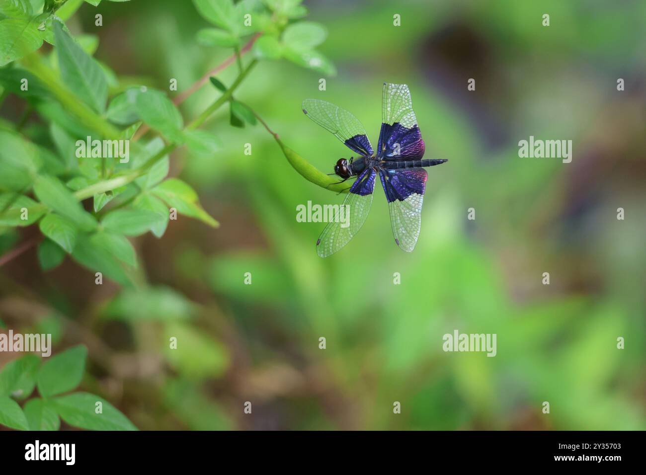 Wings flits hi-res stock photography and images - Alamy