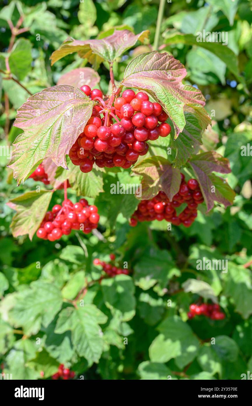 Red berries of the Guelder Rose (Viburnum opulus) growing in a hedgerow ...
