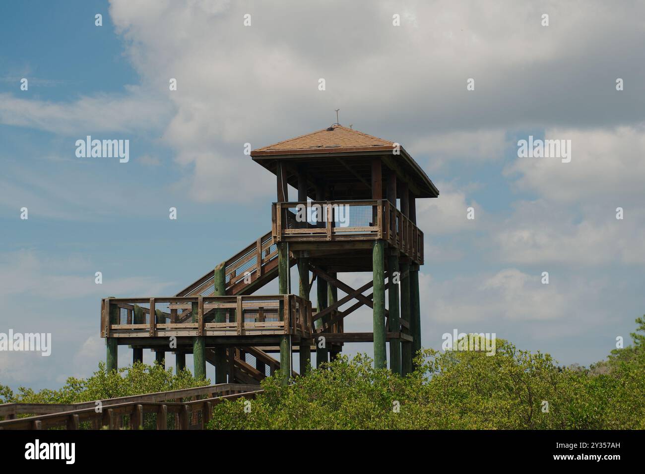 Medium Wide view up to the bright blue sky with white puffy clouds of ...