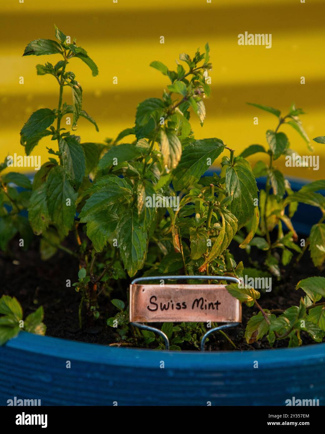 Mint plants growing in colorful pots Stock Photo - Alamy