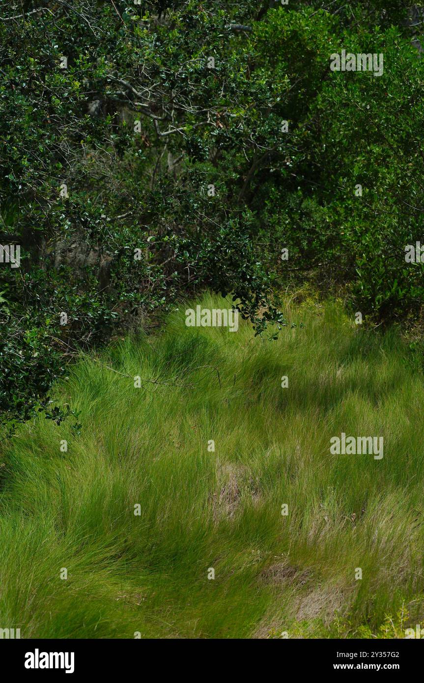 High vertical view with shiny green wavy grass in front foreground ...