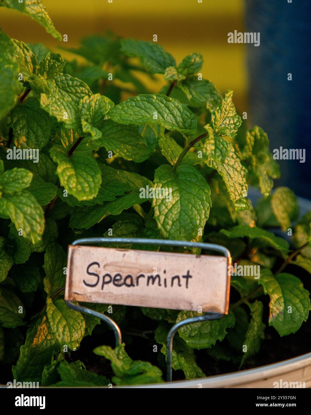 Mint plants growing in colorful pots Stock Photo - Alamy