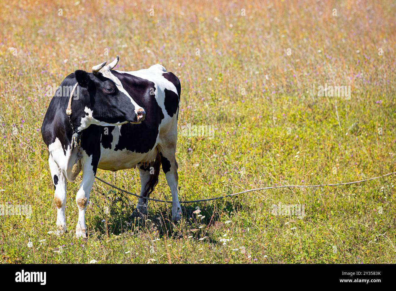 cow with black and white spots on a field background. bicolor cow in ...