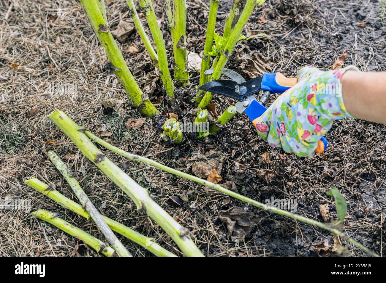 a gardener cuts mallow flowers at the root. garden shears cut the stem ...