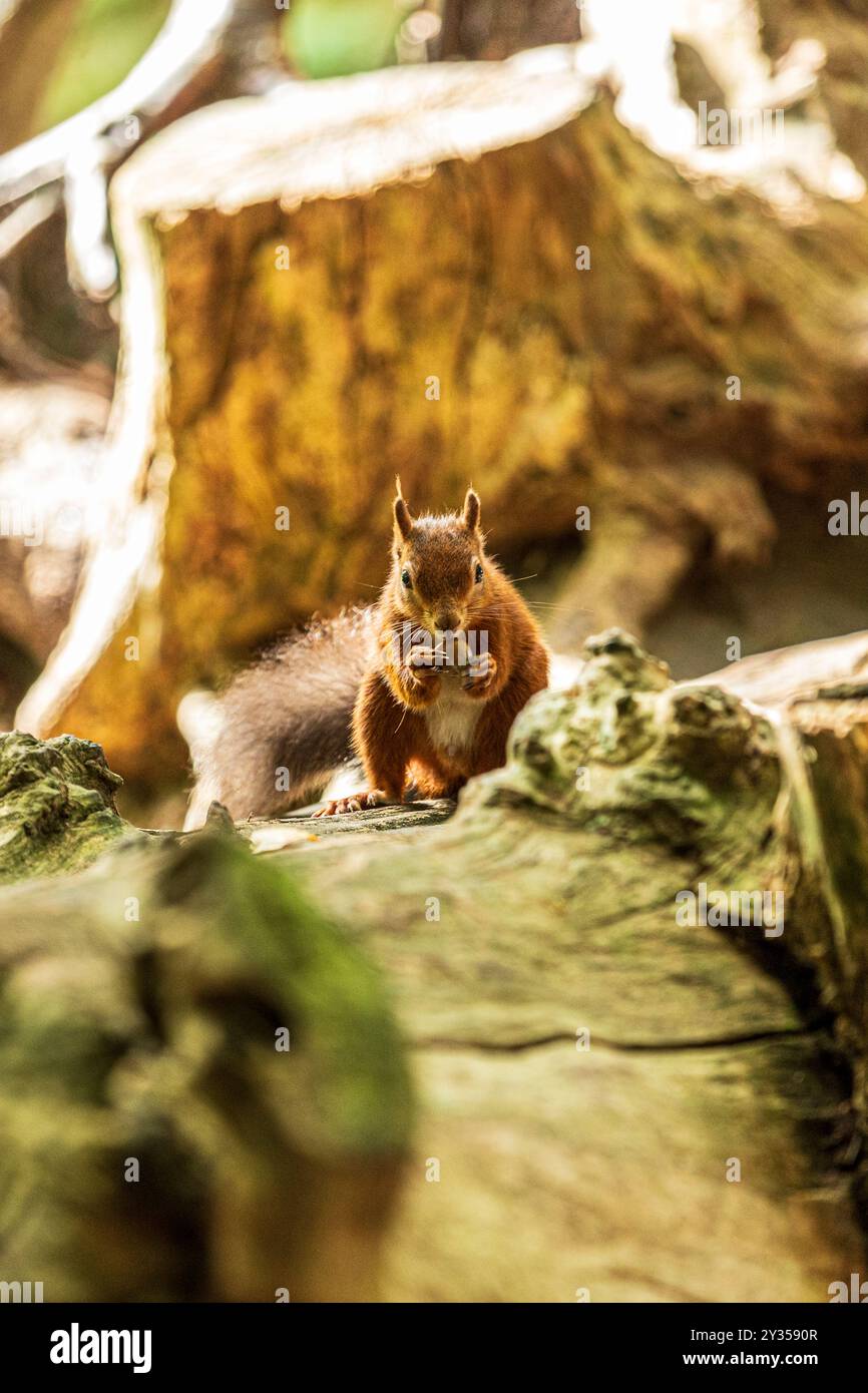 Beautiful eurasian red squirrel hi-res stock photography and images - Alamy