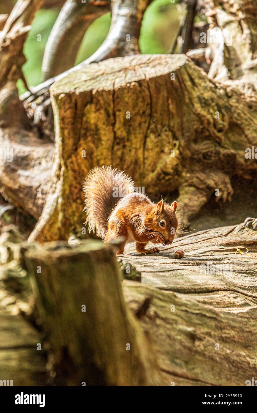 Beautiful eurasian red squirrel hi-res stock photography and images - Alamy