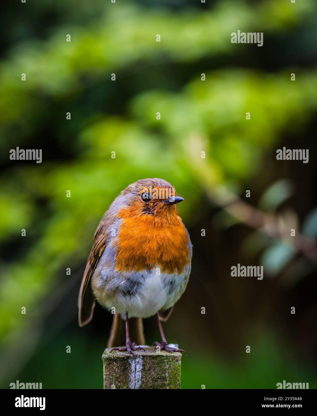 Close up beautiful robin hi-res stock photography and images - Alamy