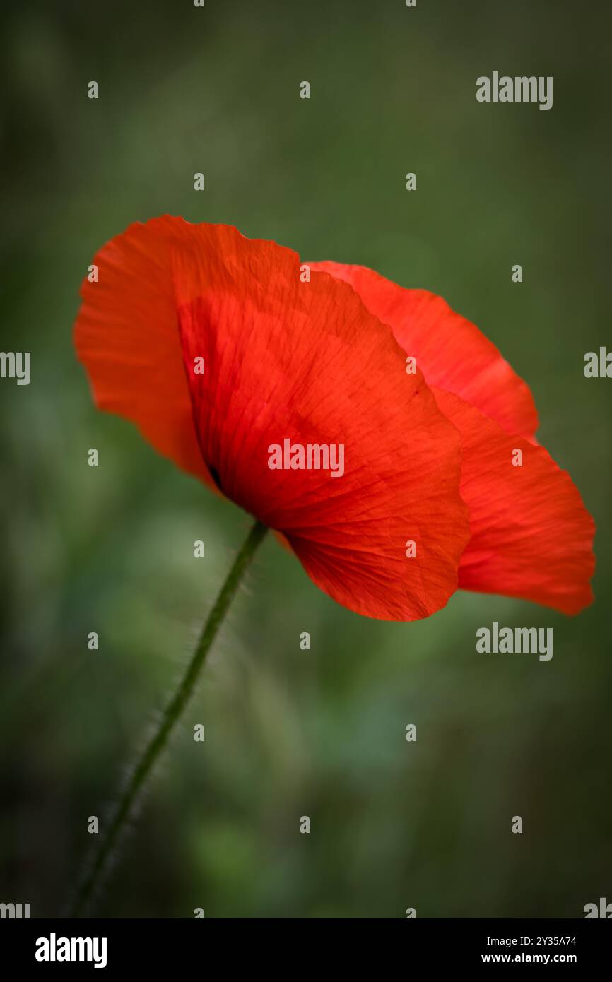 Blooming red poppy Stock Photo - Alamy